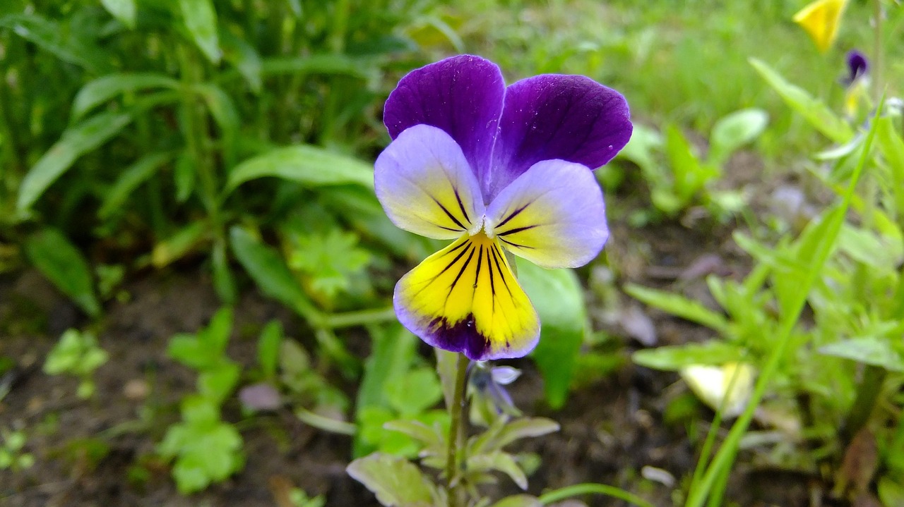 La Nature Flore Bloom - Photo gratuite sur Pixabay - Pixabay