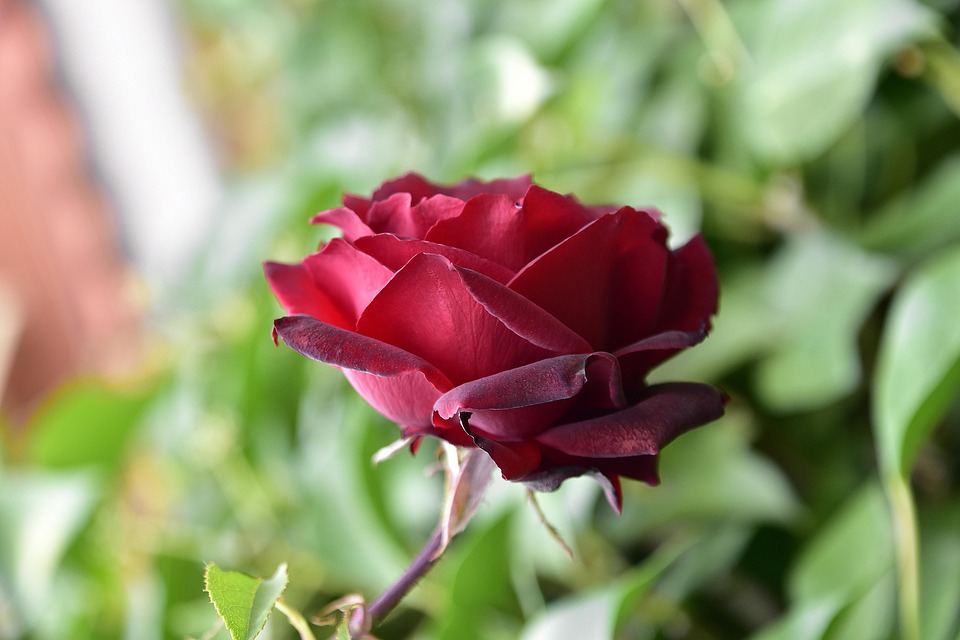 Lembaran Bunga-Bunga Halaman - Foto gratis di Pixabay - Pixabay