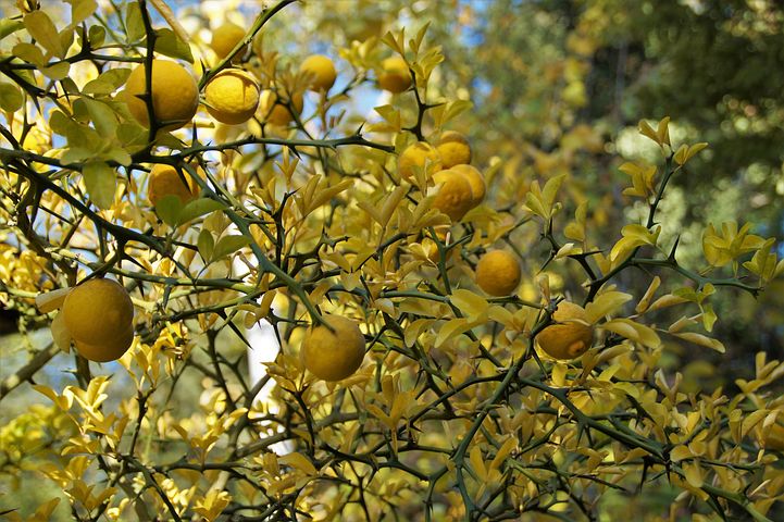 300+ Free Lemon Tree & Lemon Images