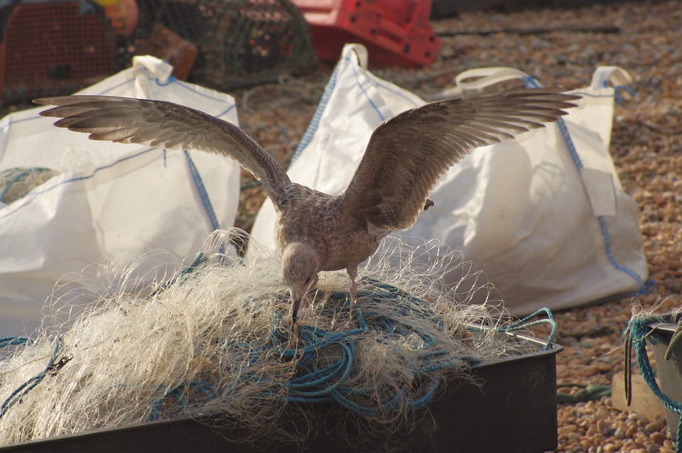 Fishing Net Seagull - Free photo on Pixabay - Pixabay