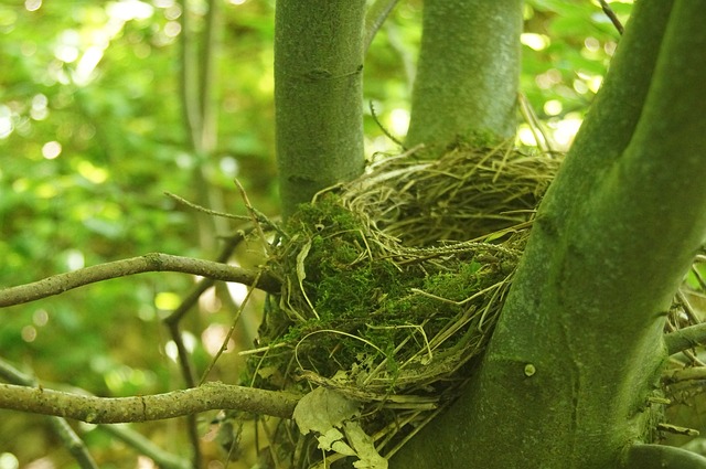 Bird'S Nest Bird Nature - Free photo on Pixabay - Pixabay