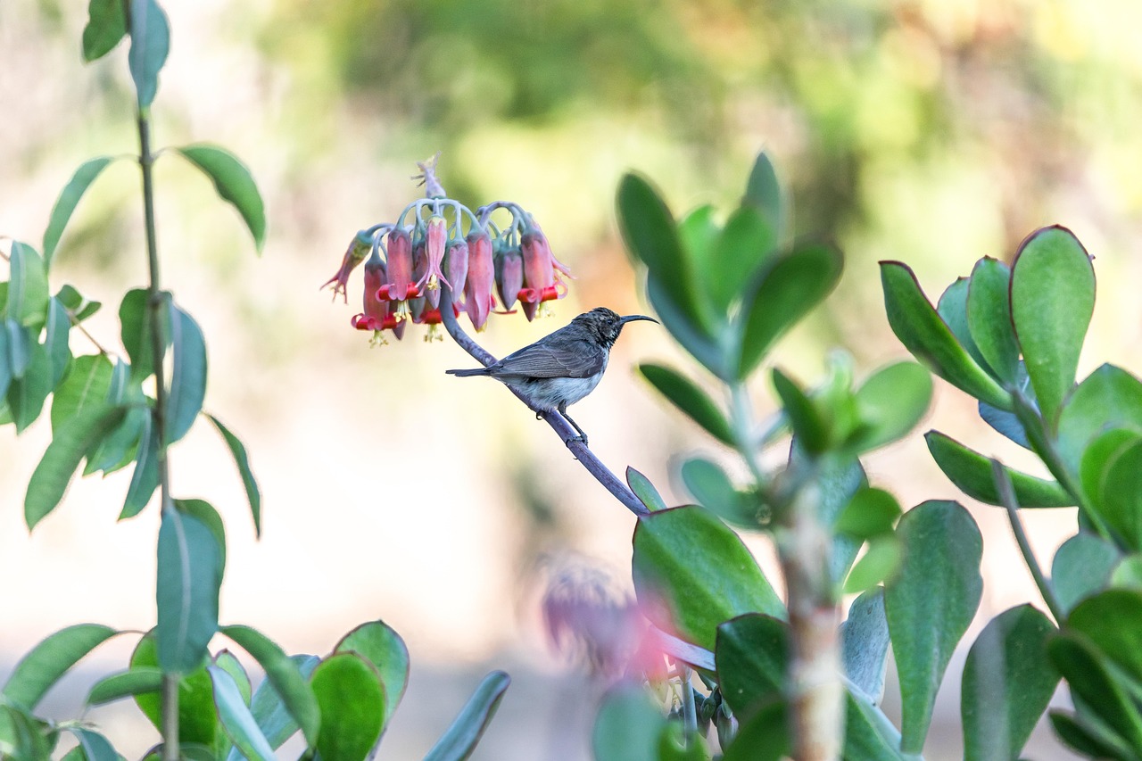 Colibri Oiseau La Nature - Photo gratuite sur Pixabay - Pixabay