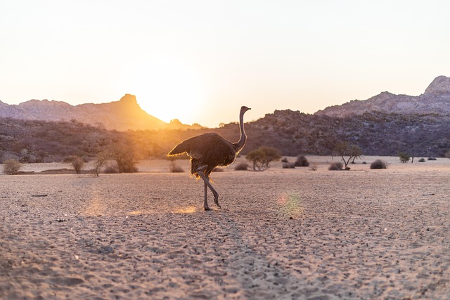 Strauss Bird Bouquet Sunset - Free photo on Pixabay