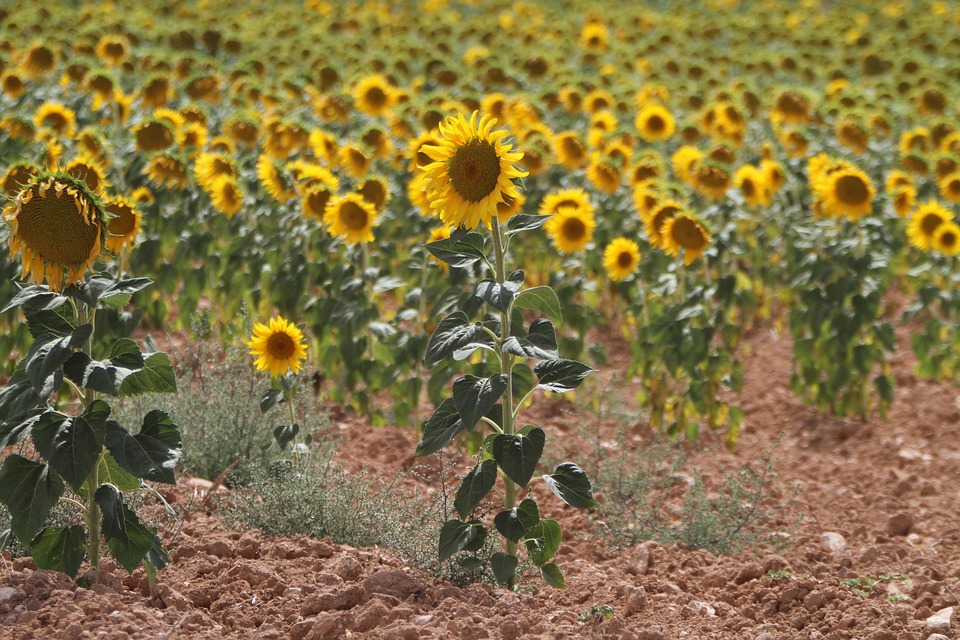 Spain Sunflowers Summer - Free photo on Pixabay - Pixabay