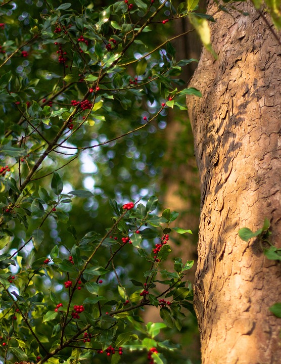 Tree Trunk Holly Bark - Free photo on Pixabay