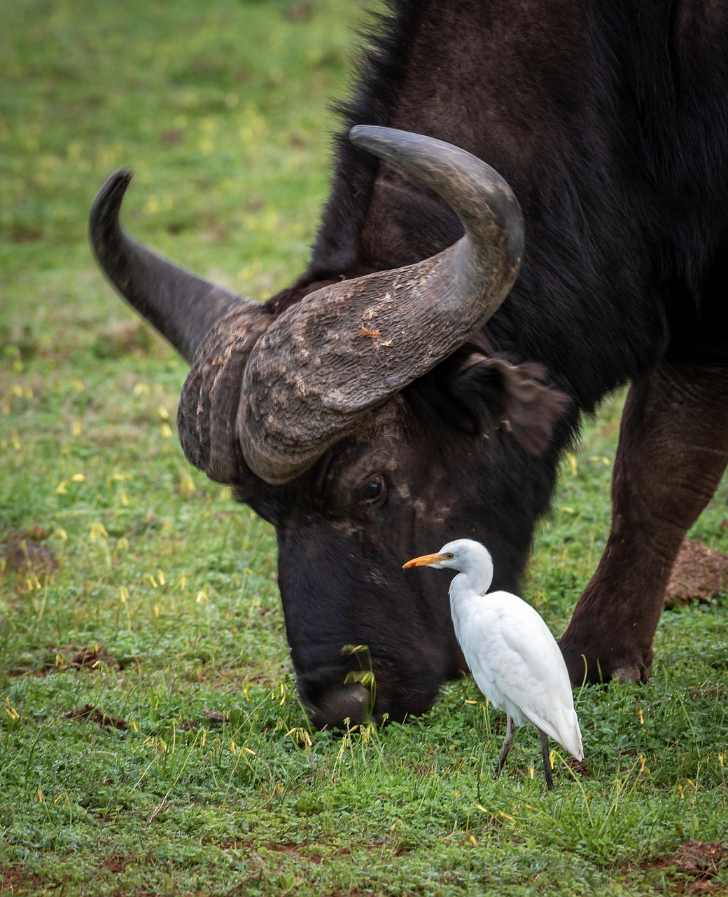 100+ Free Symbiosis & Nature Images - Pixabay
