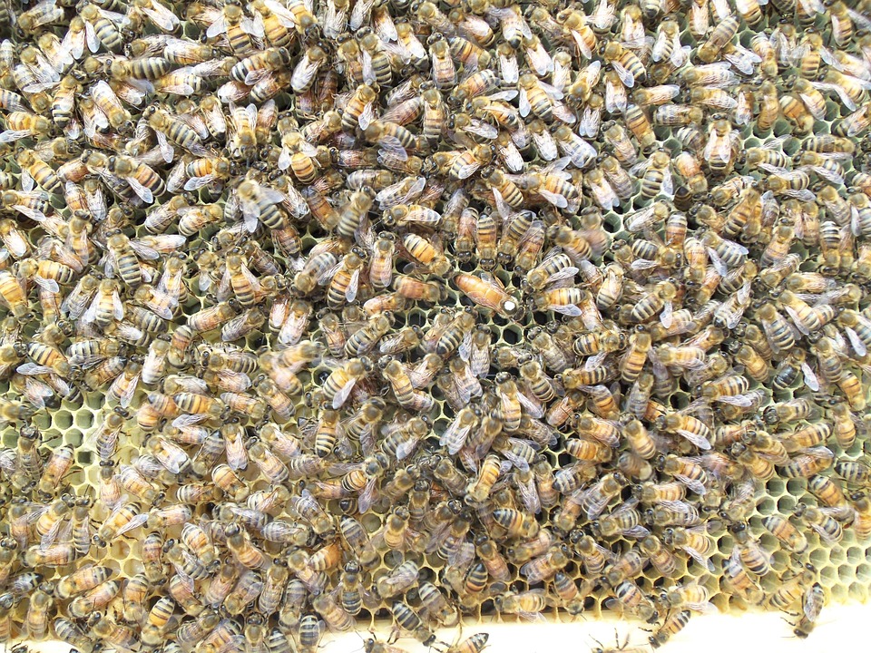 Abeille Reine Des Abeilles Ruche - Photo gratuite sur Pixabay