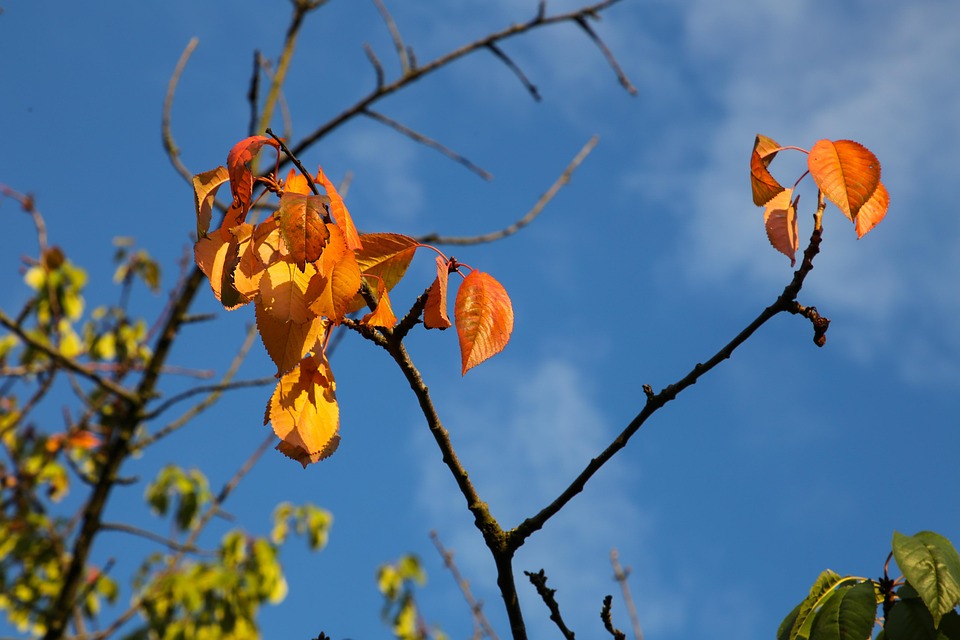 Fall Leaves Autumn Color Evening - Free photo on Pixabay - Pixabay