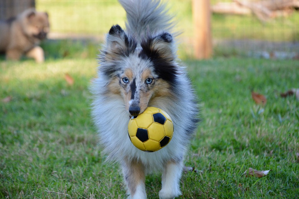 Dog Female Bitch Shetland - Free photo on Pixabay - Pixabay