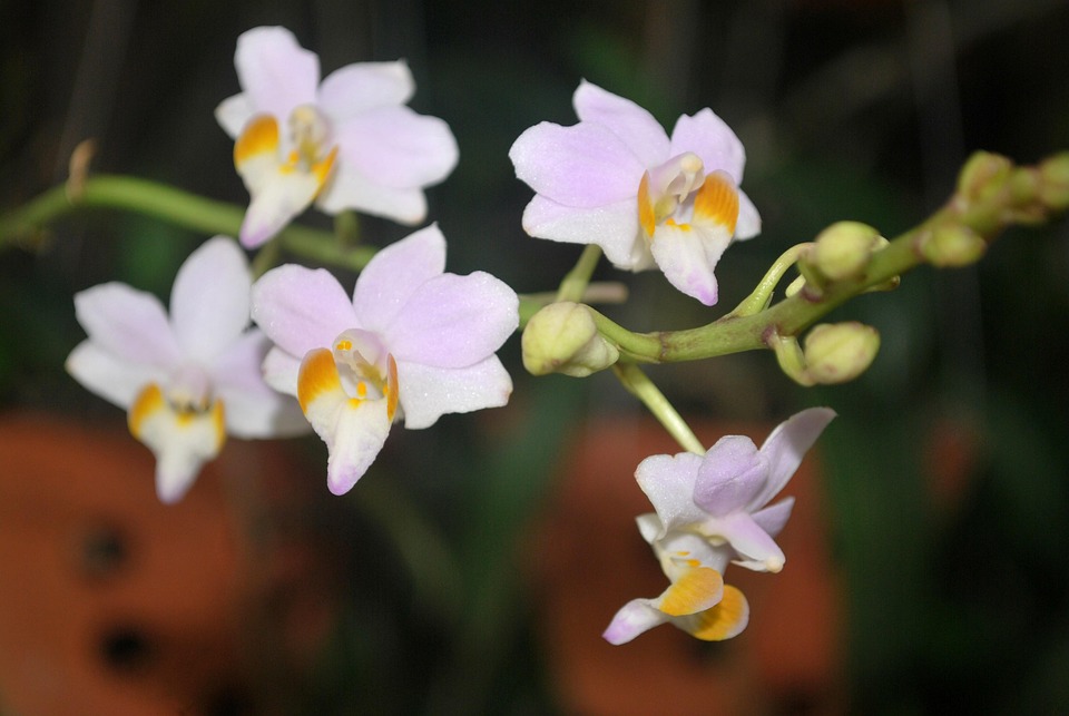 Flower Orchid Lan - Free photo on Pixabay