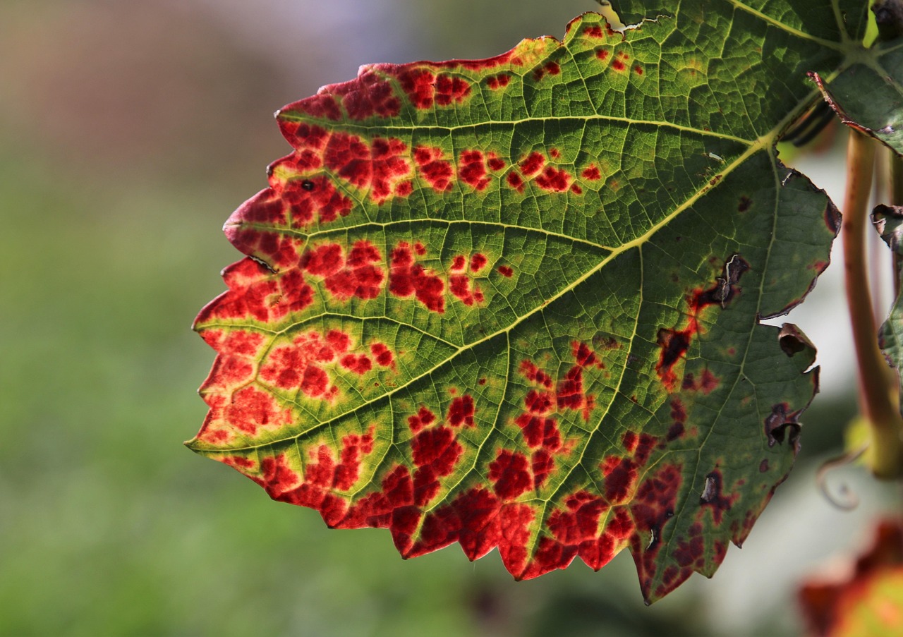 Vineyard Leaf Vine - Free photo on Pixabay