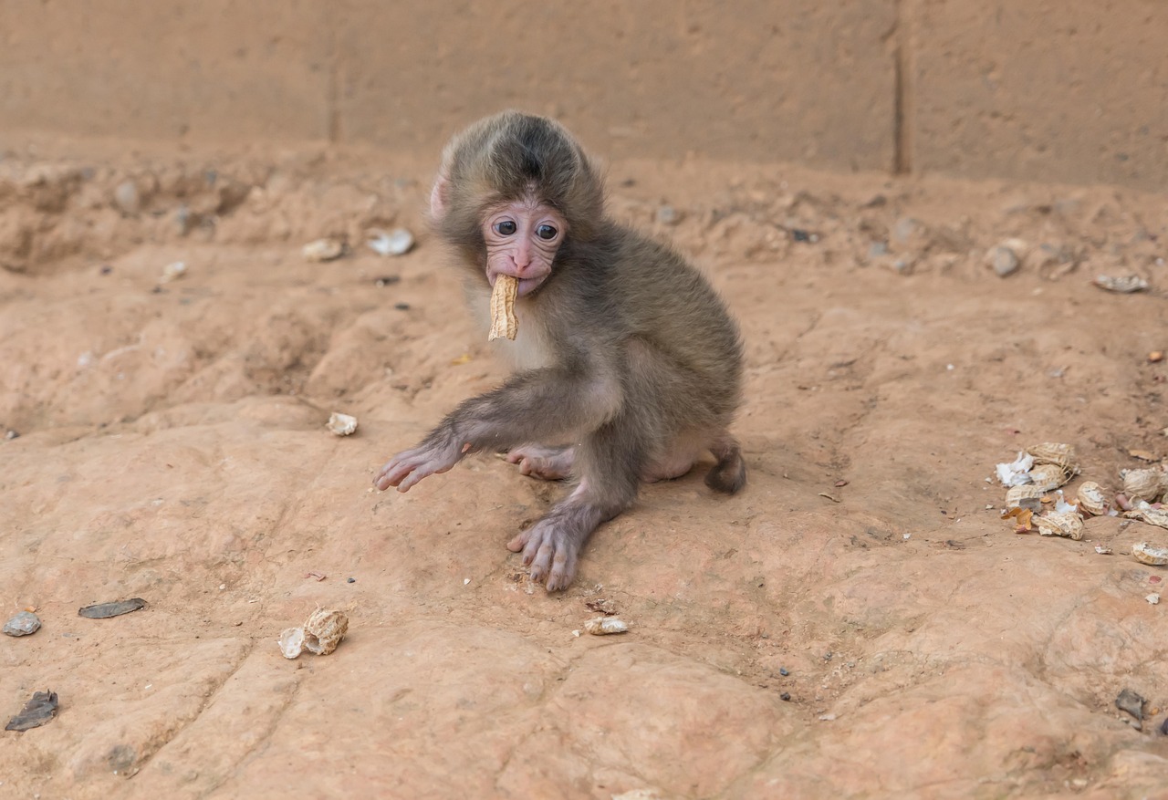 Bebê Macaco Amendoim Animais - Foto gratuita no Pixabay - Pixabay