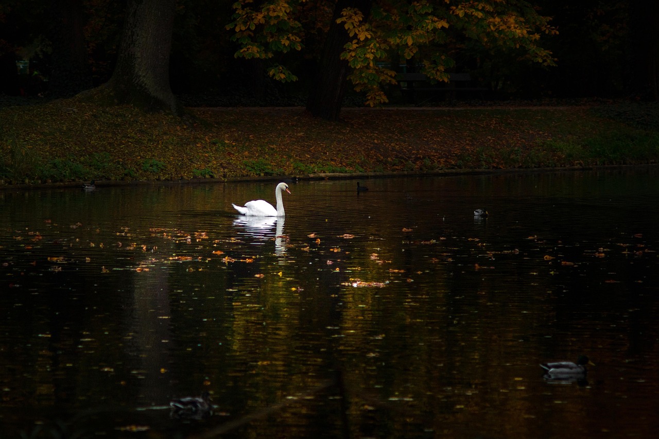 Swan Park Mute - Free photo on Pixabay