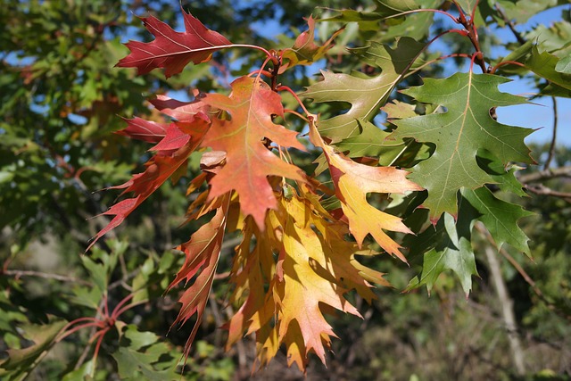 Colorful Nature Leaves - Free photo on Pixabay - Pixabay