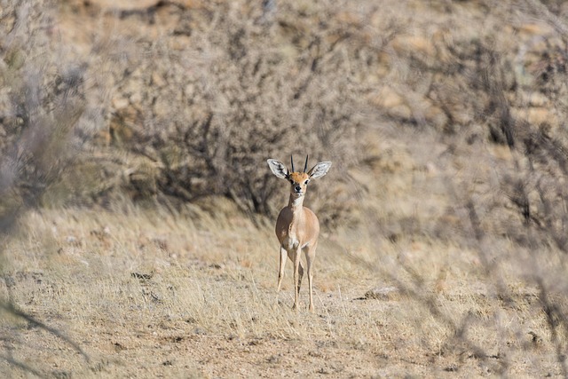 30+ Free Met Steenbok & Moet Photos - Pixabay