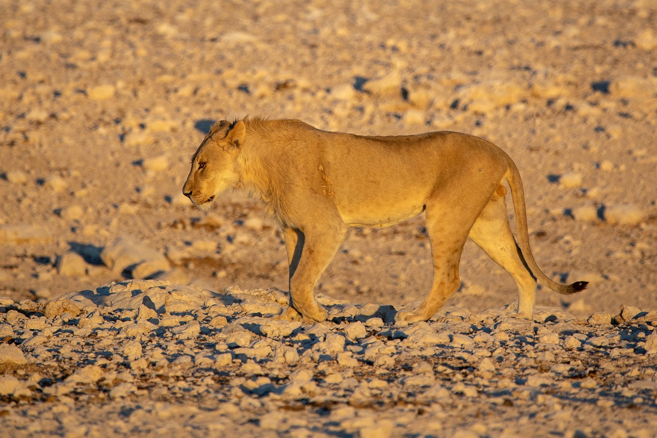 20,000+ Free Lion Hair & Lion Images - Pixabay
