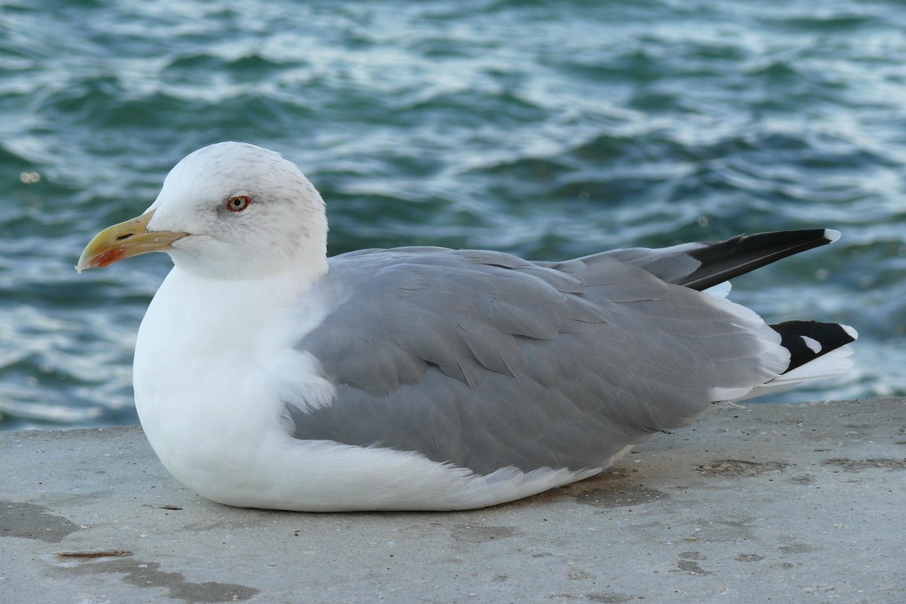Mouette Port - Photo gratuite sur Pixabay - Pixabay
