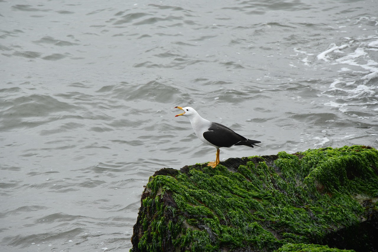 Sea Lima Nature - Free photo on Pixabay - Pixabay