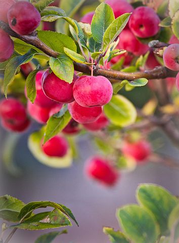 Plus de 2 000 photos gratuites de Pommes Vertes et de Pomme Verte - Pixabay