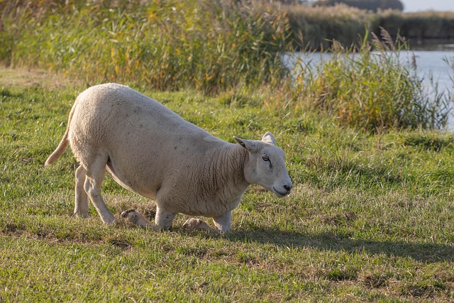 Schaf Wolle Weiß Das - Kostenloses Foto auf Pixabay - Pixabay