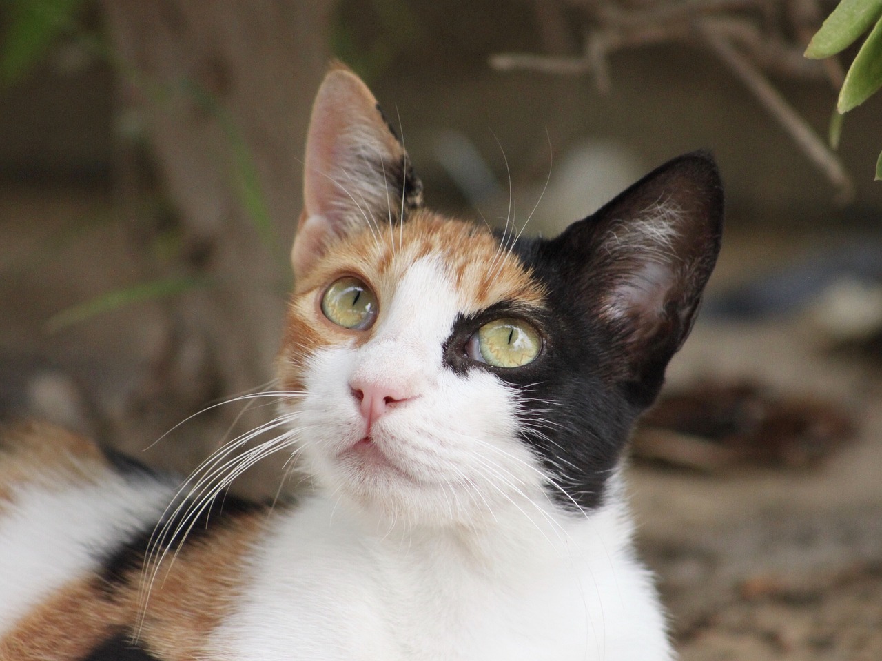 Animals Cat Domestic - Free photo on Pixabay - Pixabay