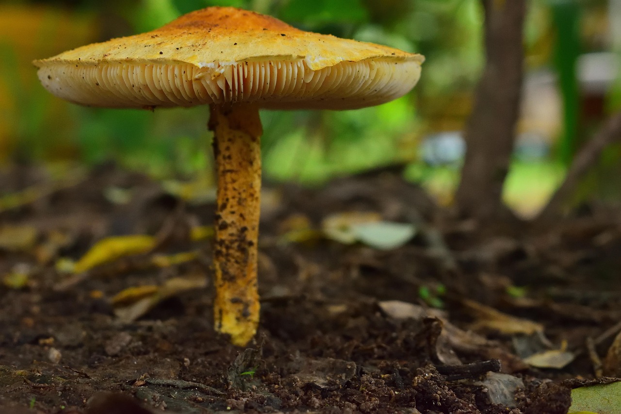 Hongos Naturaleza - Foto gratis en Pixabay - Pixabay