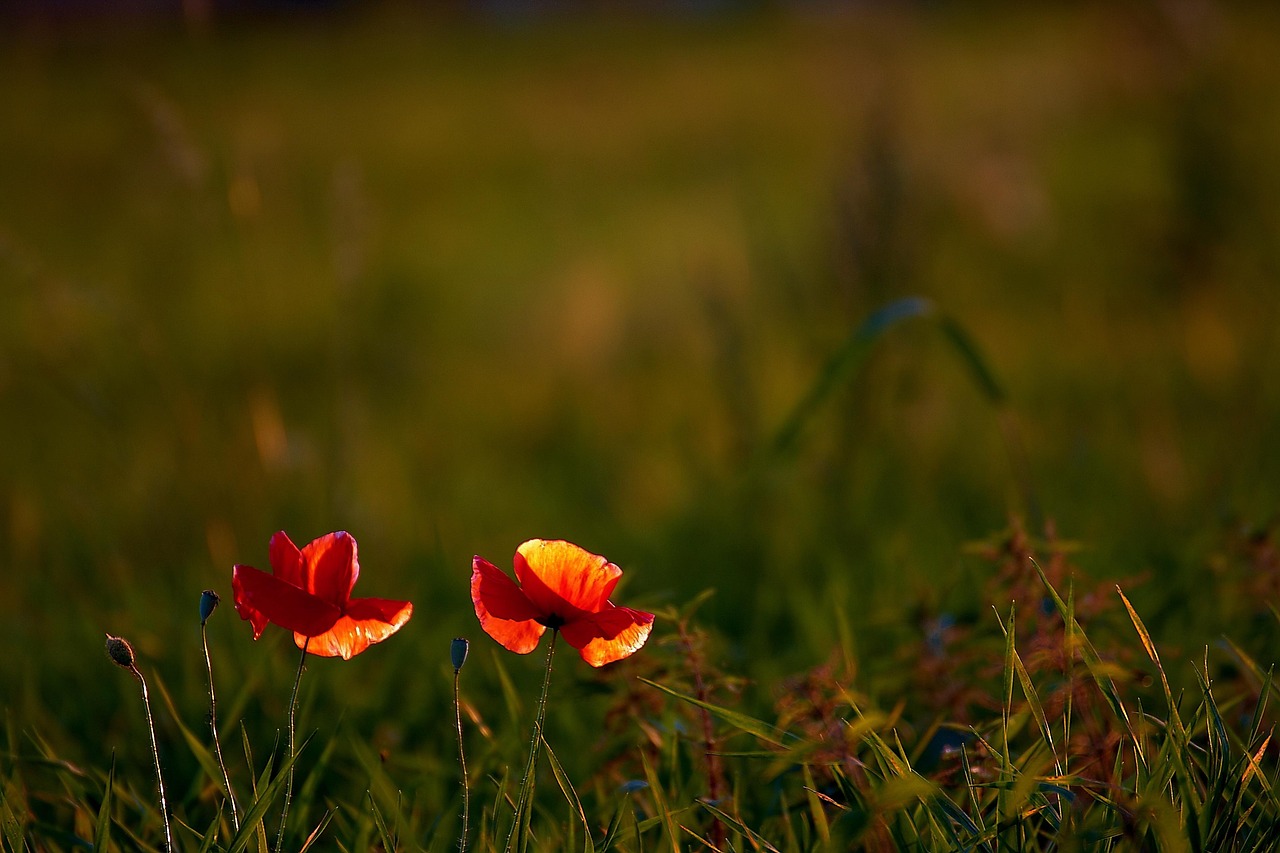 Bunga Bunga-Bunga Flora - Foto gratis di Pixabay - Pixabay