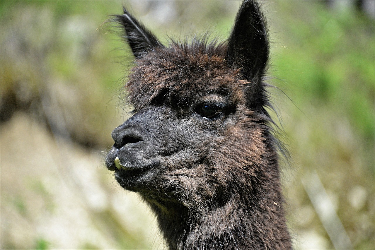 900+ Alpaca Pictures and Photos in HD - Pixabay