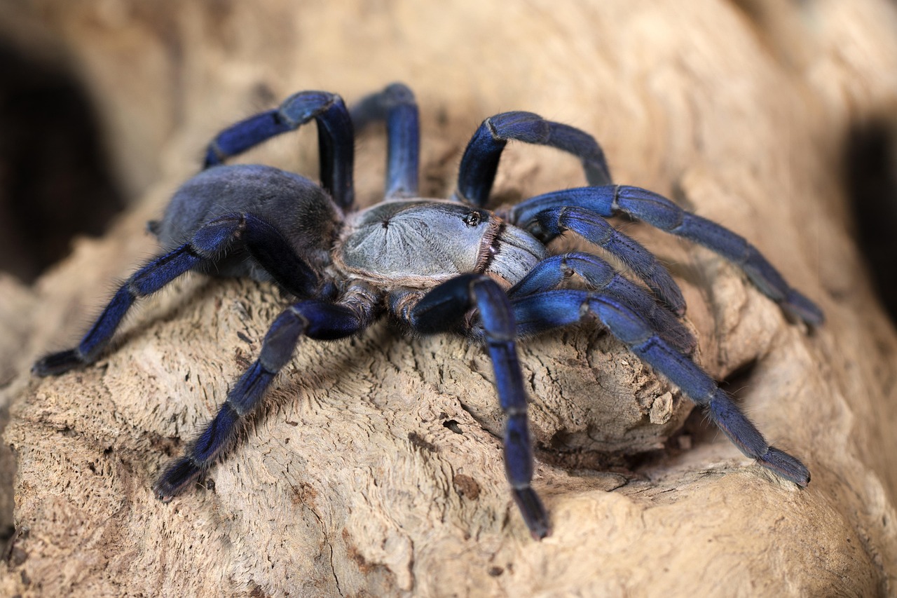 Tarantula Spider Creepy - Free photo on Pixabay - Pixabay
