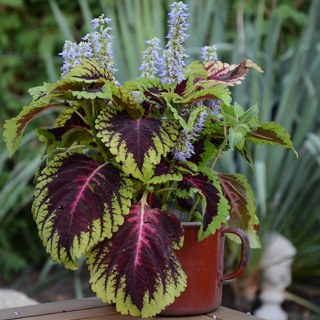 Nettle Bloom Plants - Free photo on Pixabay - Pixabay