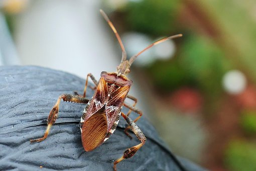 Mais de 6 imagens grátis de Percevejo Marrom e Inseto