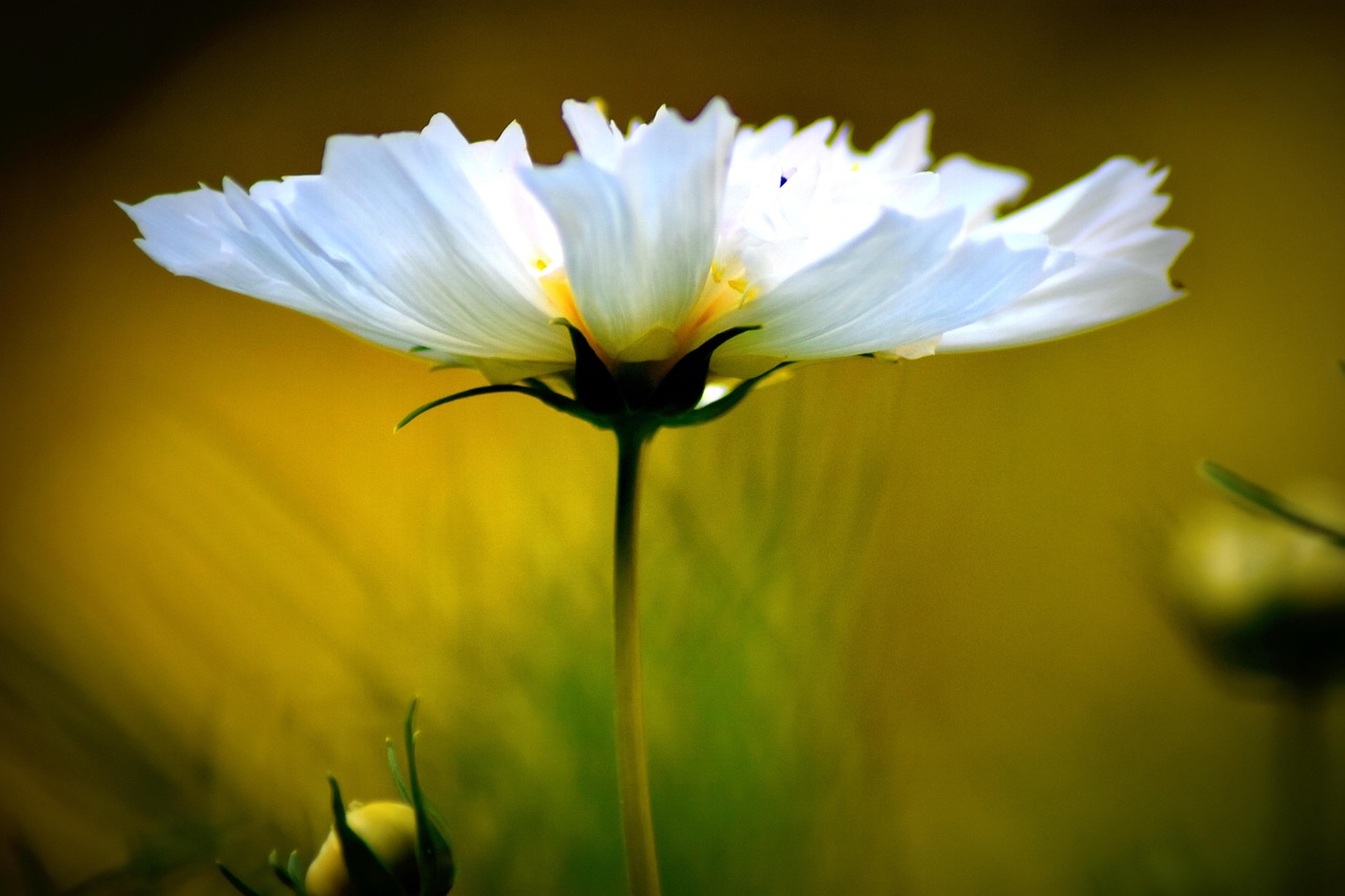 Plant Flower Garden - Free photo on Pixabay