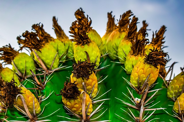 Cactus Fruta Flor - Foto gratis en Pixabay - Pixabay