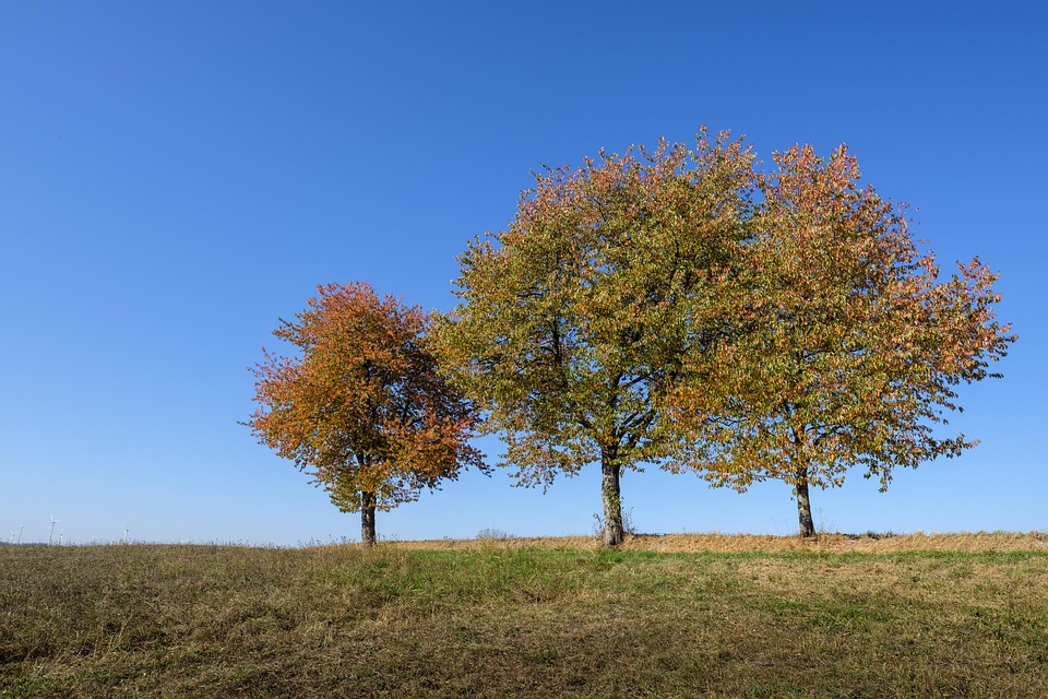 Tree Fall Leaves - Free photo on Pixabay - Pixabay