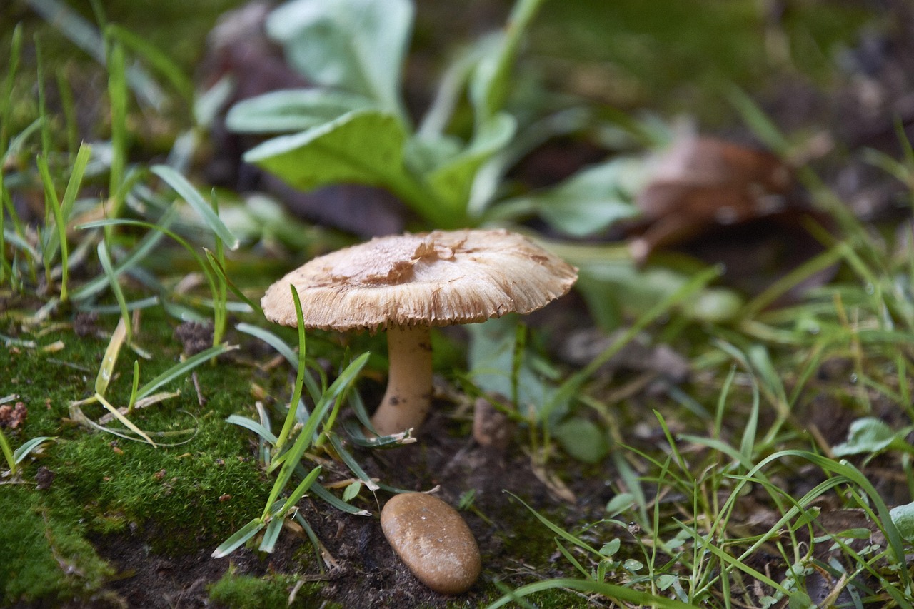 Natureza Cogumelos Cogumelo - Foto gratuita no Pixabay - Pixabay