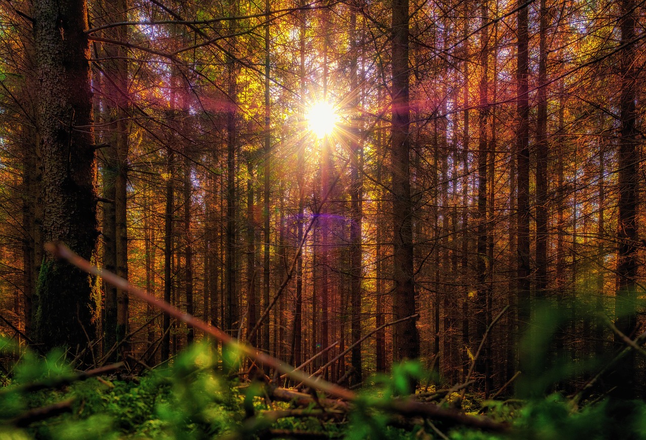 Foresta Alberi Sole - Foto gratis su Pixabay - Pixabay