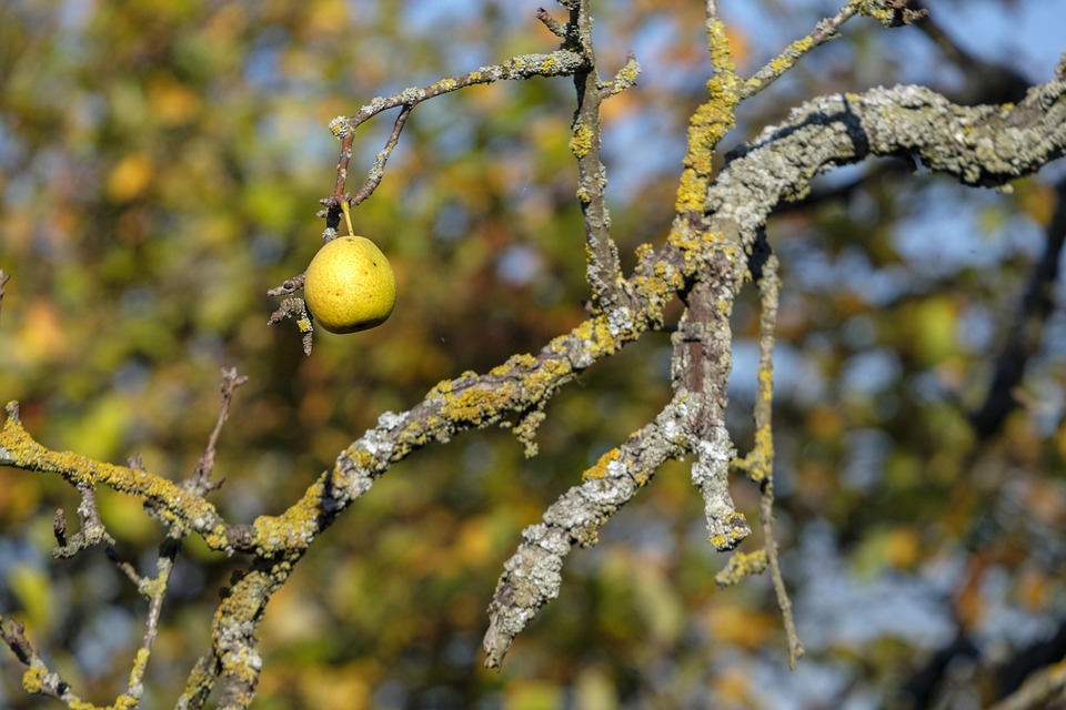 Pear Fruit Fall - Free photo on Pixabay