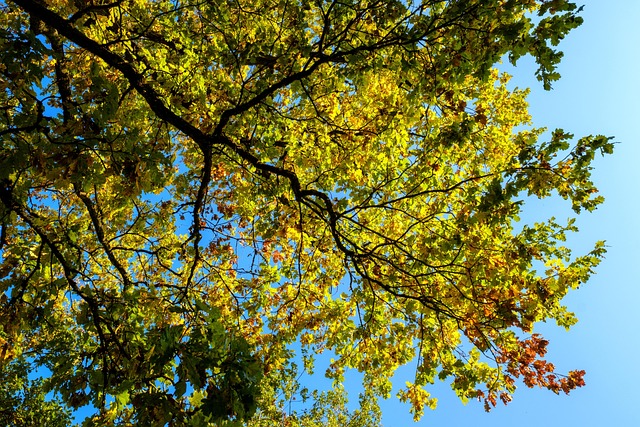 Chêne Arbre Feuilles - Photo gratuite sur Pixabay - Pixabay