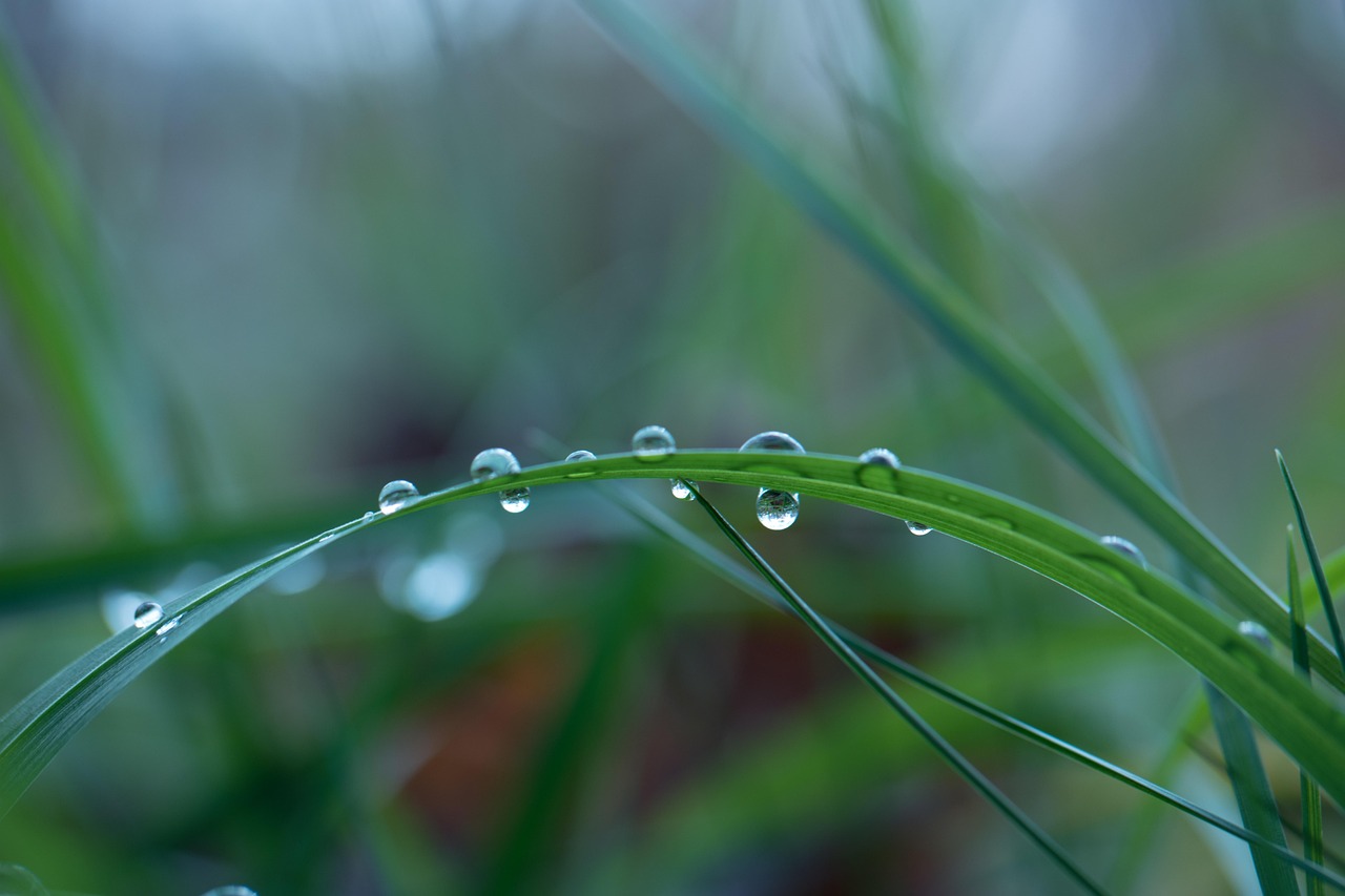 Blade Of Grass Macro Nature Close - Free photo on Pixabay - Pixabay