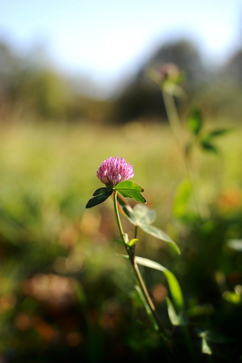 Trèfle Fleur La Nature - Photo gratuite sur Pixabay - Pixabay