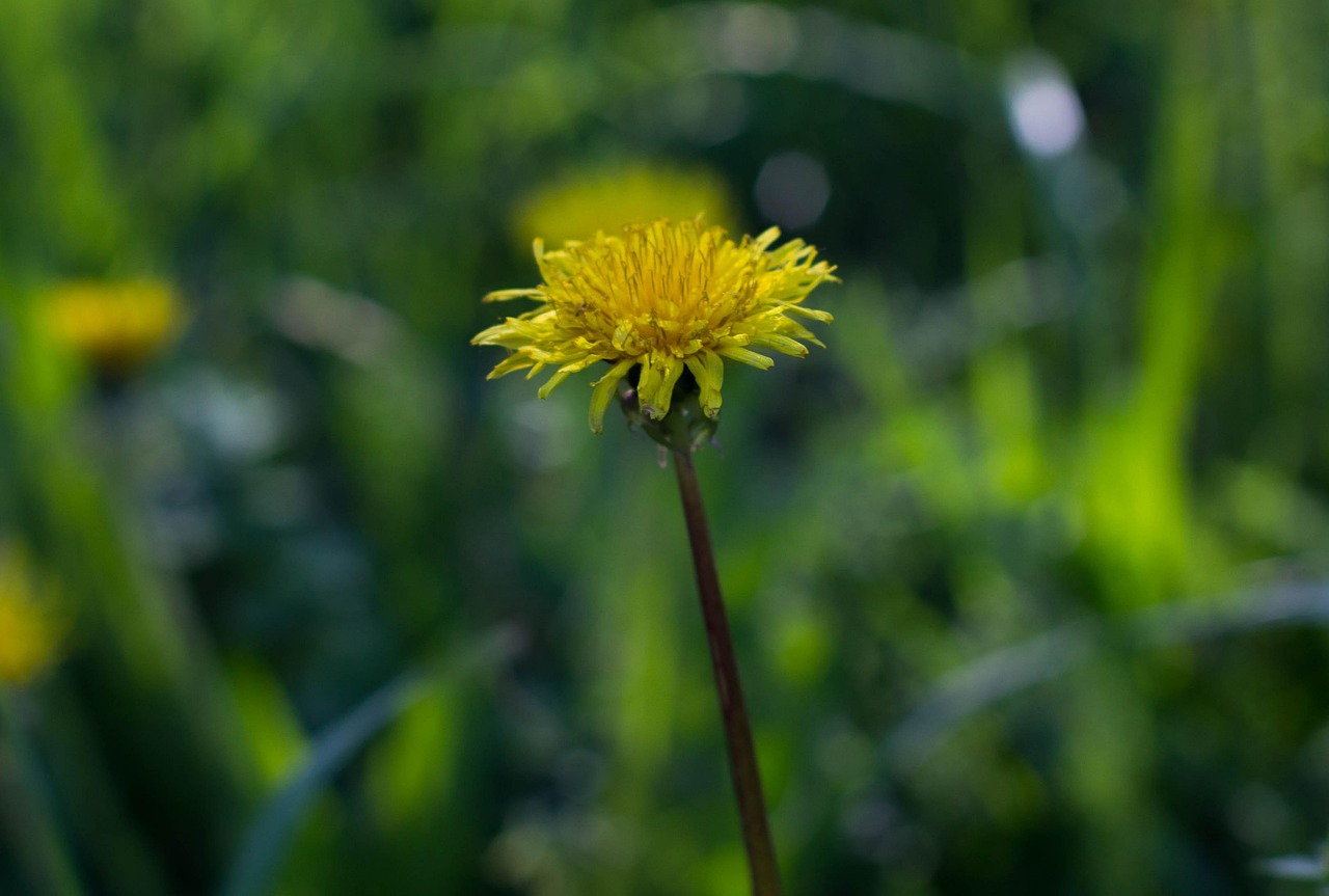 Musim Semi Mekar Bunga - Foto gratis di Pixabay - Pixabay