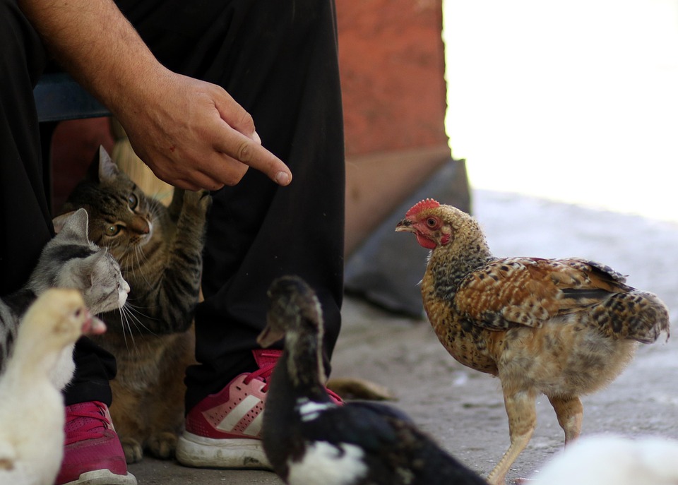 O Gato Pato Frango - Foto gratuita no Pixabay - Pixabay