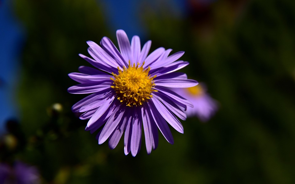 Aster Flower Blossom - Free photo on Pixabay