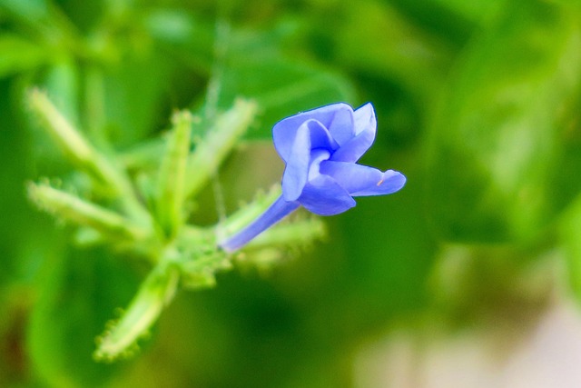 Flor Azul Dan Planta - Foto gratuita no Pixabay - Pixabay