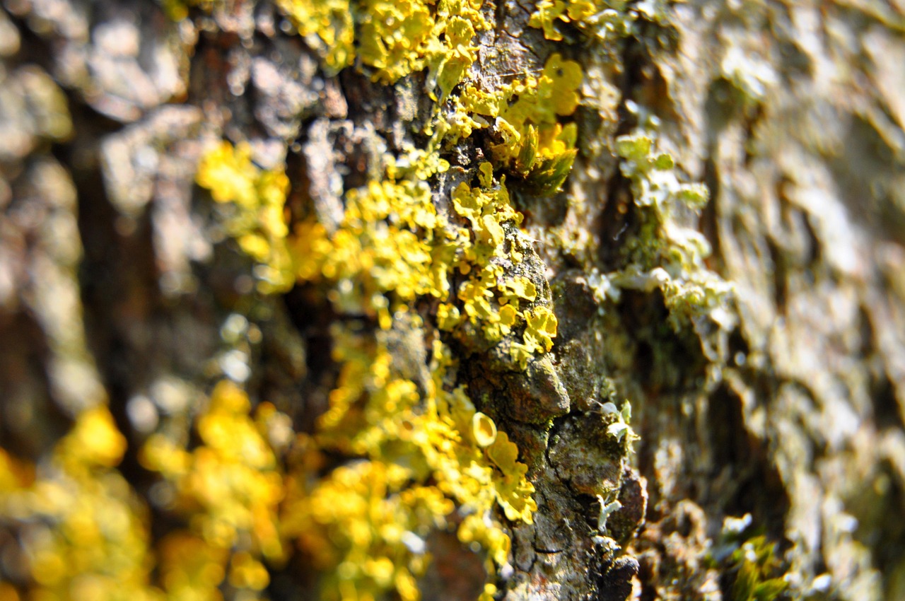 Tree Bark Green Free Photo On Pixabay Pixabay