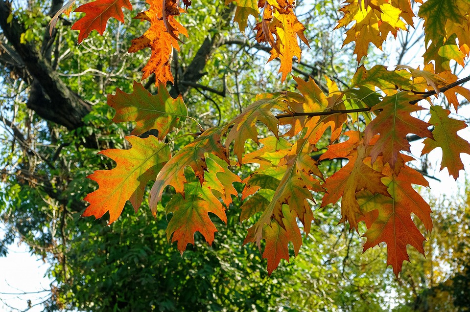 Autumn Oak The Colors - Free photo on Pixabay