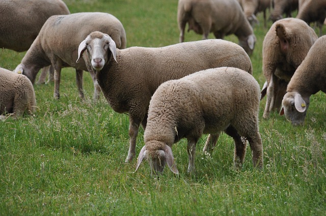 8,000+ Free Merino Sheep & Sheep Images - Pixabay