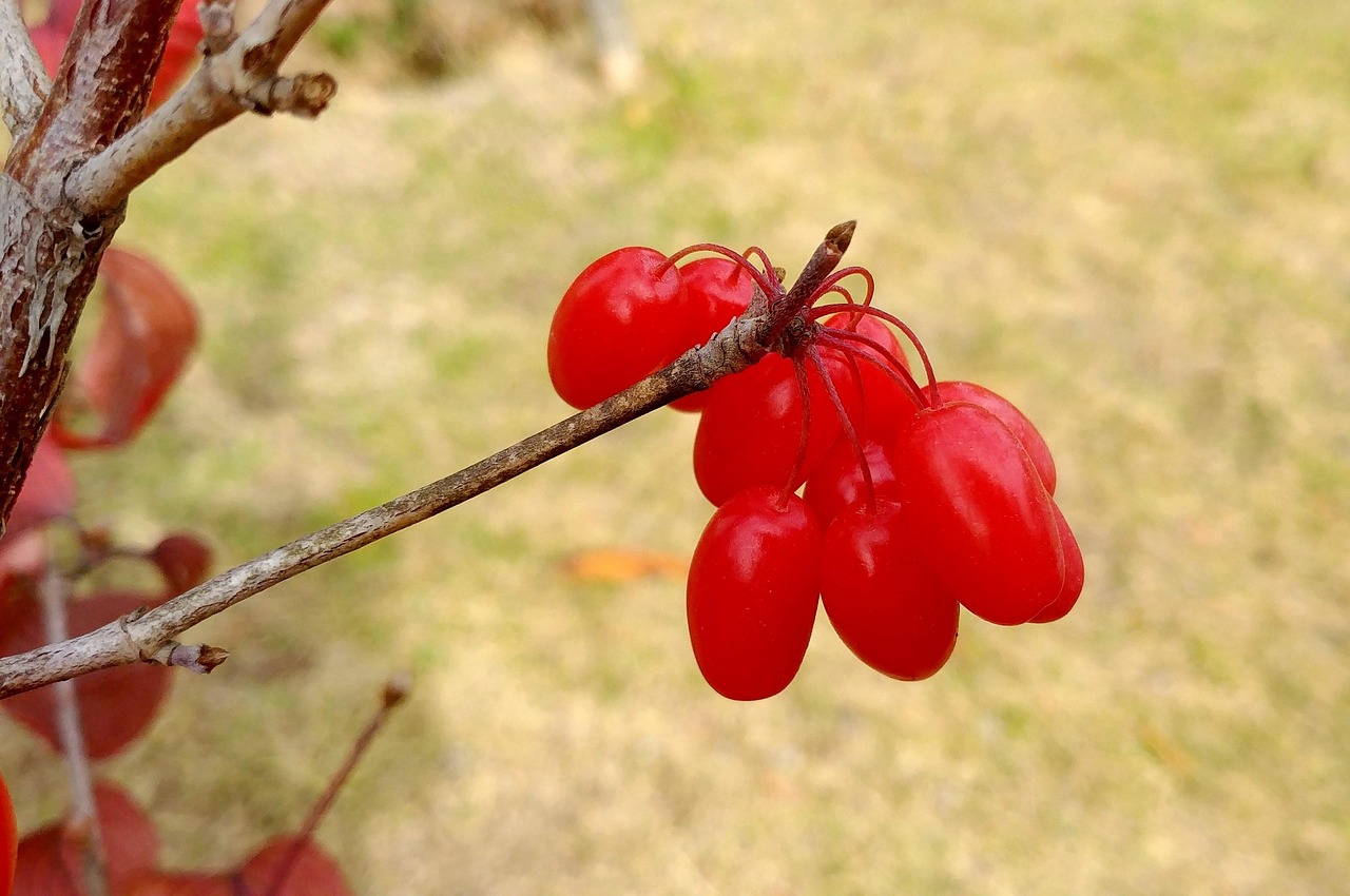 Korean Barberry Fruit Branches Red - Free photo on Pixabay