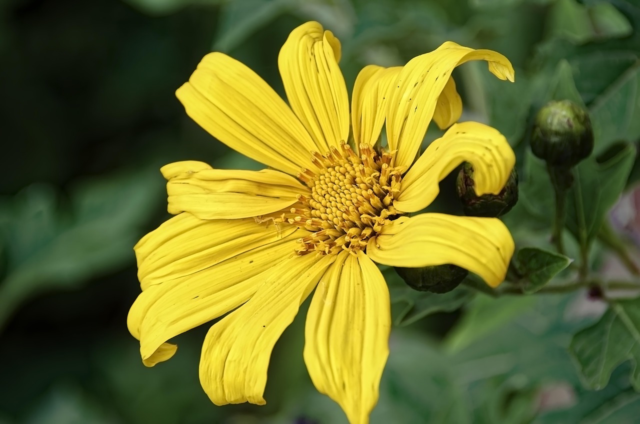 Flor Plantar Natureza - Foto gratuita no Pixabay - Pixabay