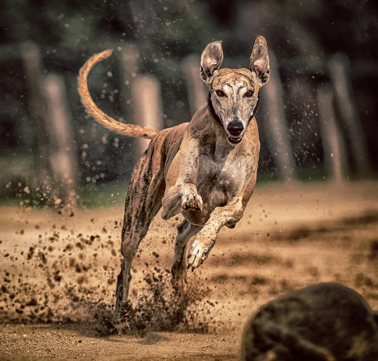 Cachorro Galgo Animal Doméstico - Foto gratuita no Pixabay